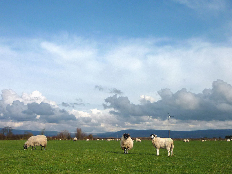 The stratification system | Cynhyrchu Cig