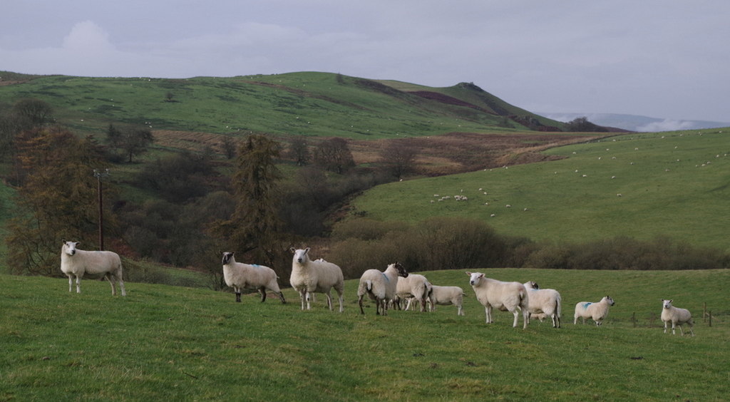 The stratification system | Cynhyrchu Cig